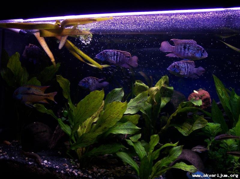 Plava akara - Aequidens pulcher Plava akara - Aequidens pulcher